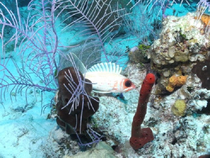 Advance Your Training - Amber Waves Diving Co.